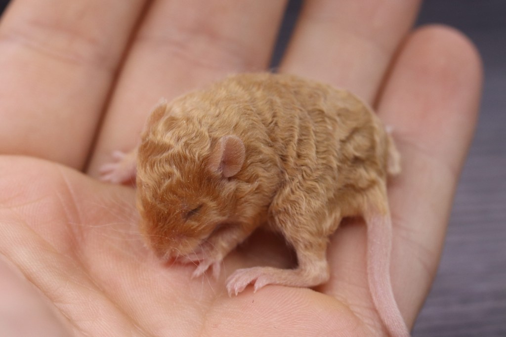 The Rex Gene – MisterMiceGuy